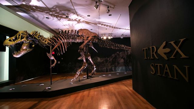 'Stan', el fósil más caro de la historia, vendido por 32 millones ...