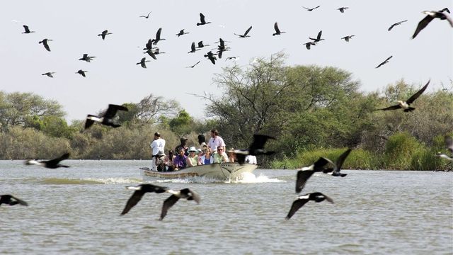 Muerte masiva de 750 pelícanos en un santuario de Senegal ...