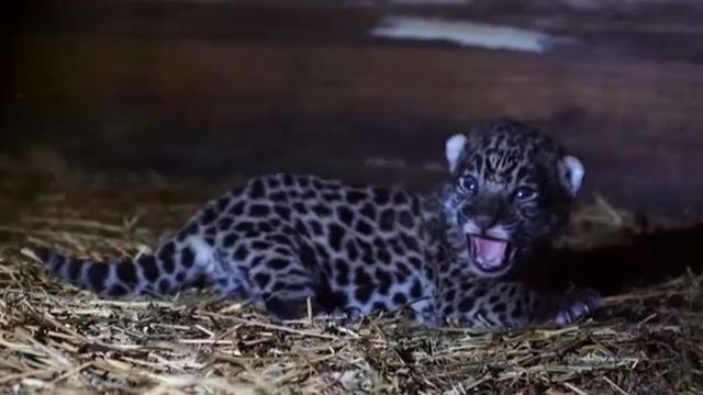 Un jaguar macho salvaje y una hembra en cautividad tienen dos crías ...