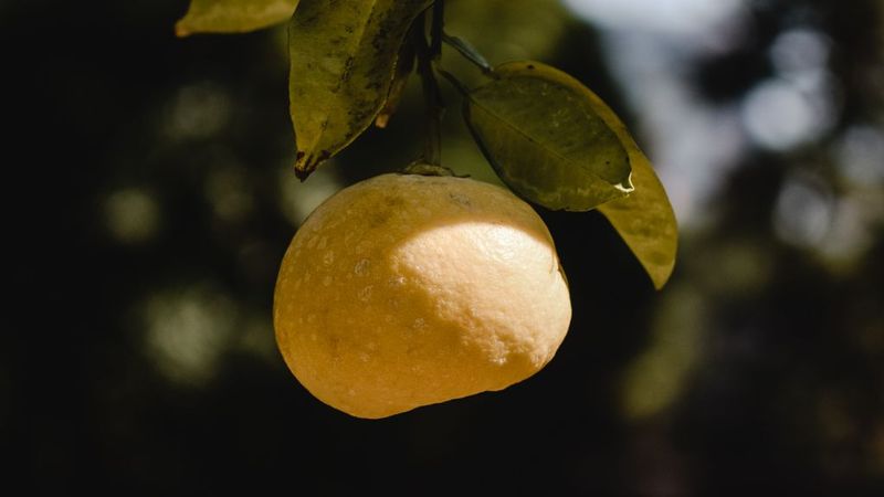 Beneficios del Yuzu en el cuidado antiedad - Divinity