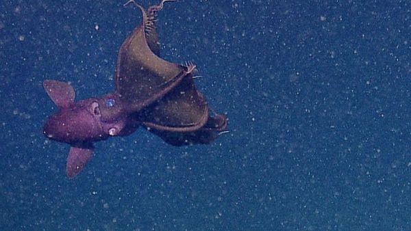 Nuevo descubrimiento sobre el misterioso calamar vampiro - Informativos ...