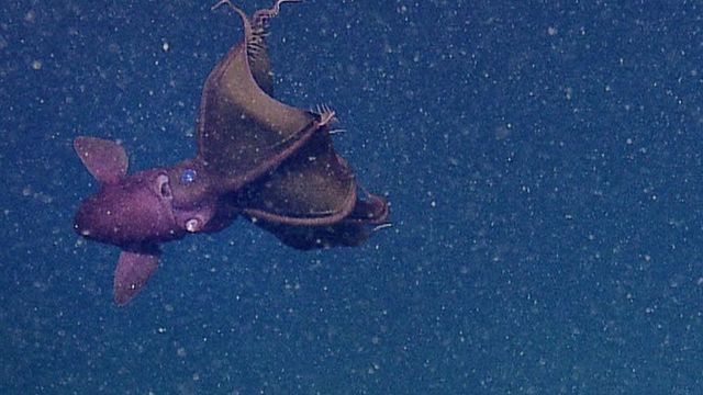 Nuevo descubrimiento sobre el misterioso calamar vampiro - Informativos ...