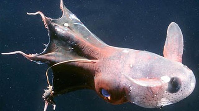Nuevo descubrimiento sobre el misterioso calamar vampiro - Informativos ...