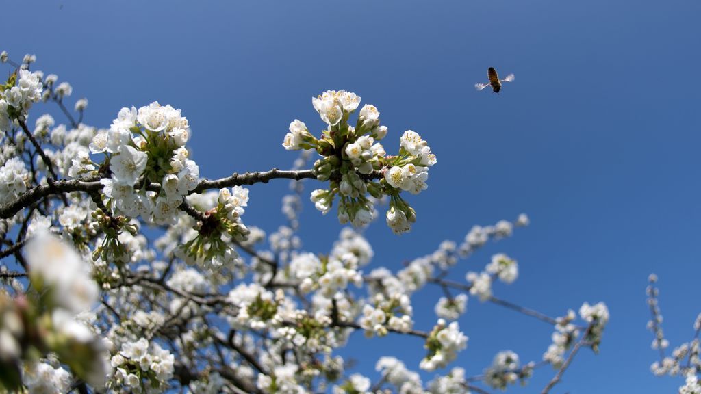 Primavera 2021: ¿Qué simboliza su inicio? - Telecinco