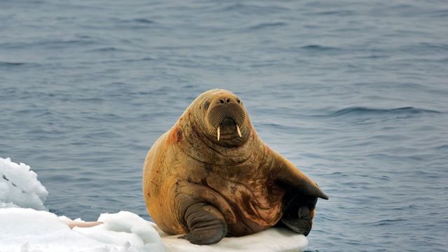 Una morsa ártica despierta en Irlanda tras echar una siesta ...