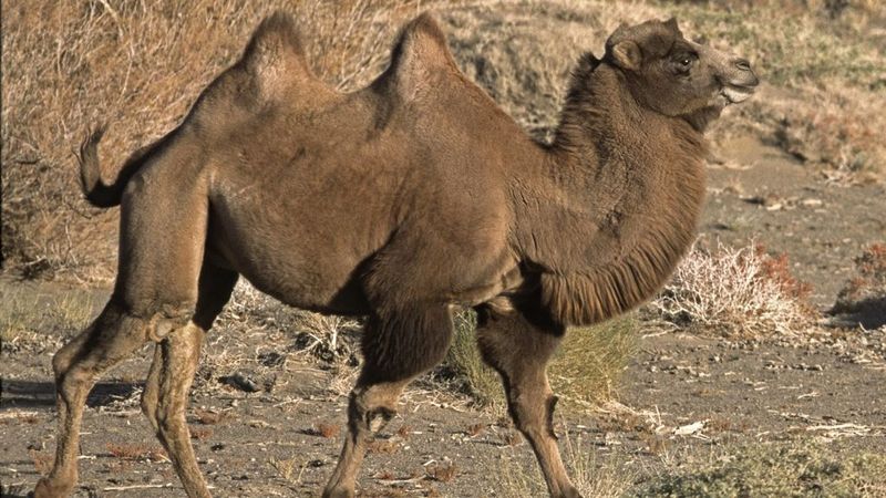 Avistan más de 30 camellos salvajes en el desierto del Gobi ...