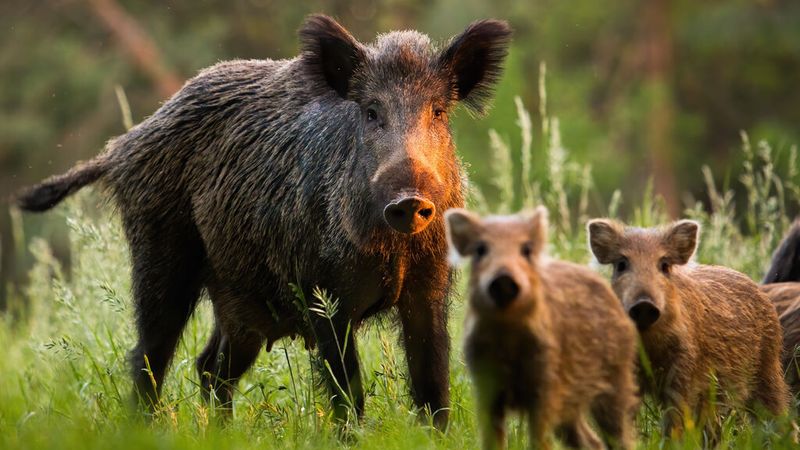 Una familia de jabalíes atasca Barcelona en hora punta - Informativos ...