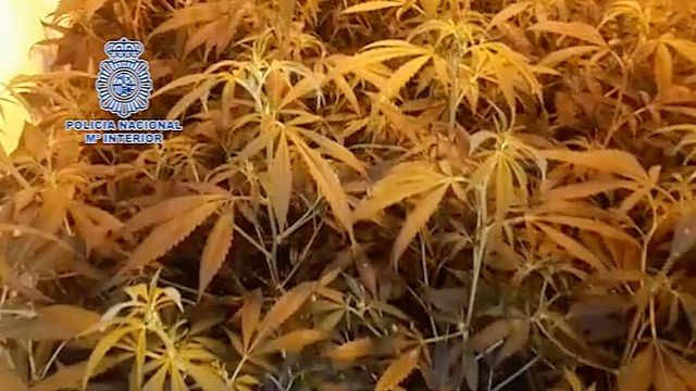 Desmanteladas diez plantaciones de marihuana en Jerez de la Frontera - NIUS