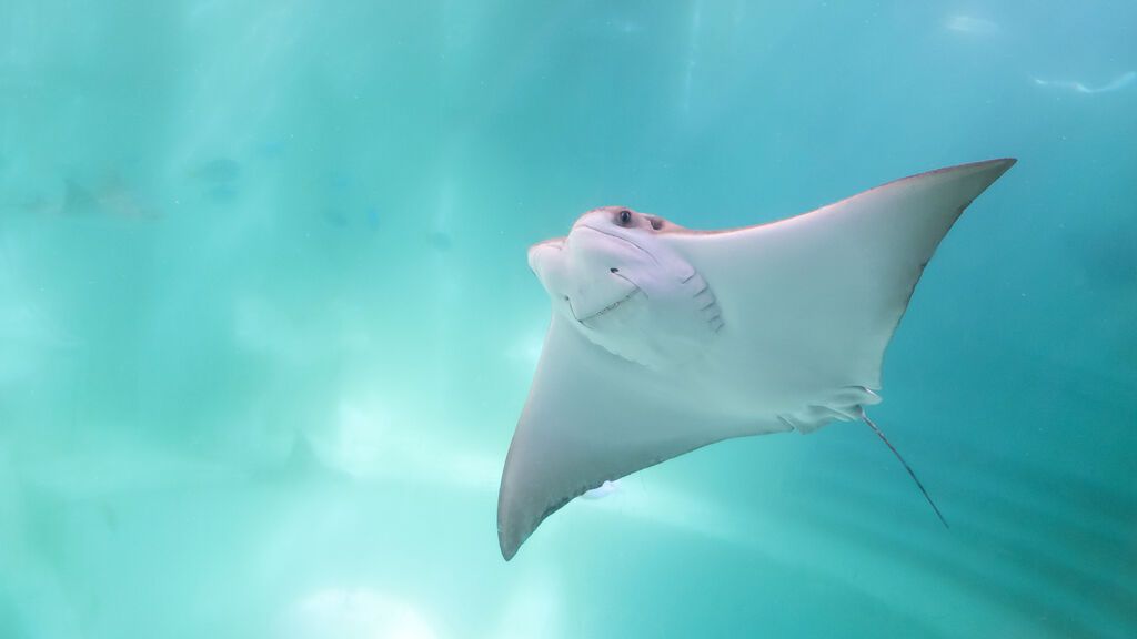 Indignación por el vídeo viral de la mantarraya que se 'ríe ...