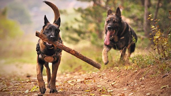 Cómo actuar ante el ataque de un perro - Cuatro al día