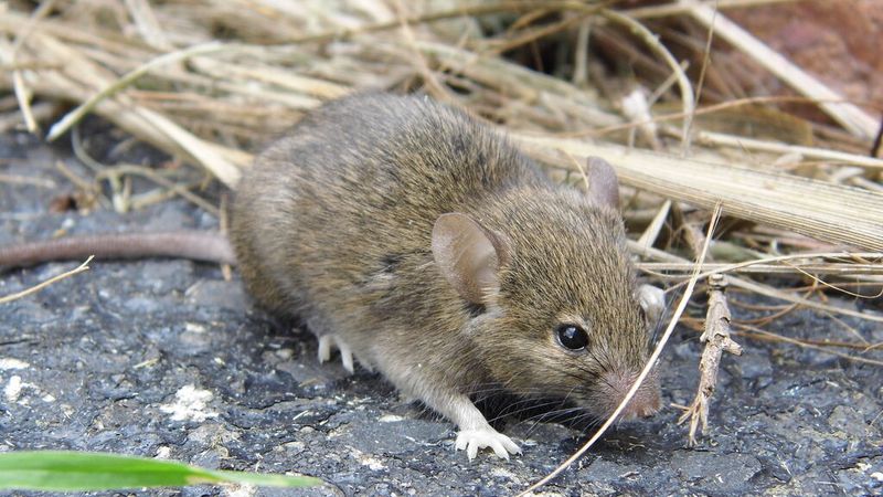 Un ratón 'resucita' 150 años después de su supuesta extinción ...