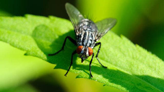 Mosca negra: ¿por qué es tan temida su picadura y cómo evitarla ...