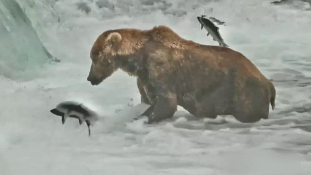 El macho Otis gana "la semana del oso gordo" de Alaska