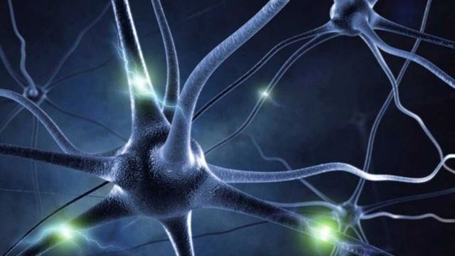 Un estudio revela que el cerebro puede generar neuronas a lo largo de ...
