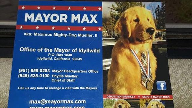 Mayor Max II, el perro alcalde de un municipio californiano