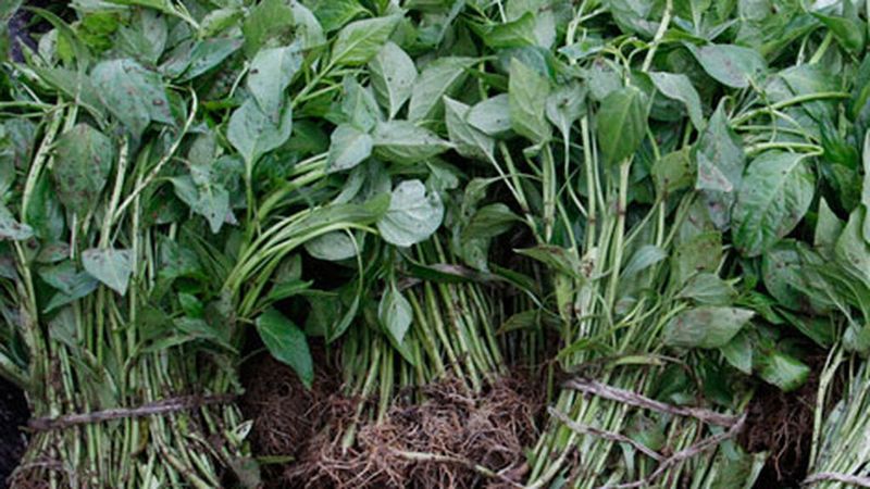 Los quelites: qué son estas hierbas silvestres y cómo ayudan a nuestra ...