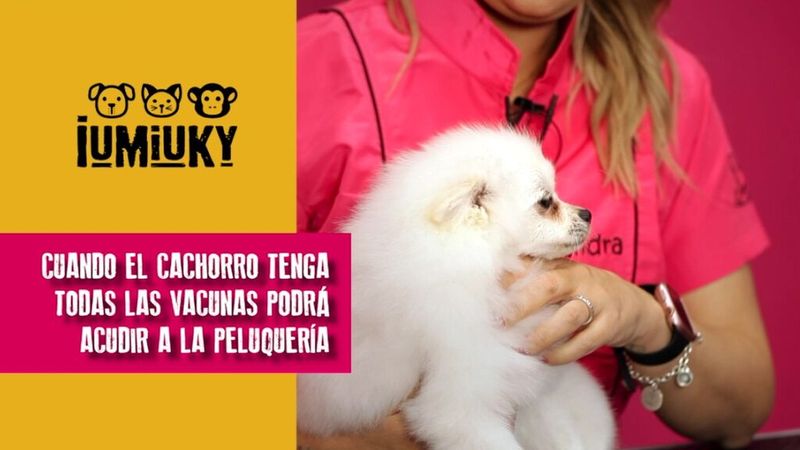 Iumiuky: noticias de mascotas, perros y gatos - Cuatro