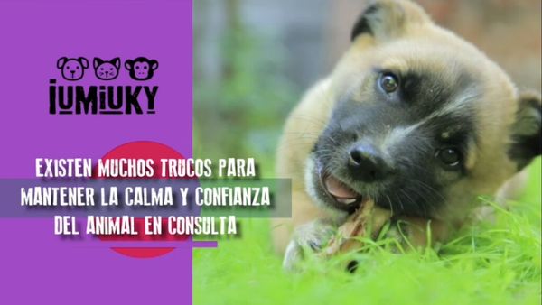 Iumiuky: noticias de mascotas, perros y gatos - Cuatro