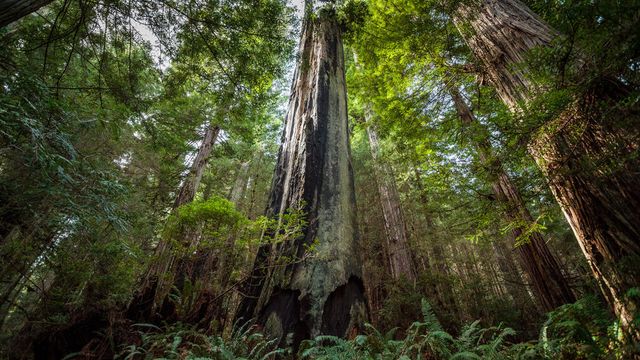 Visita los ocho bosques más impresionantes del mundo en casa