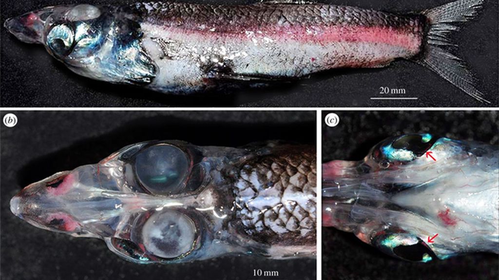 Descubren un nuevo pez de cuatro ojos