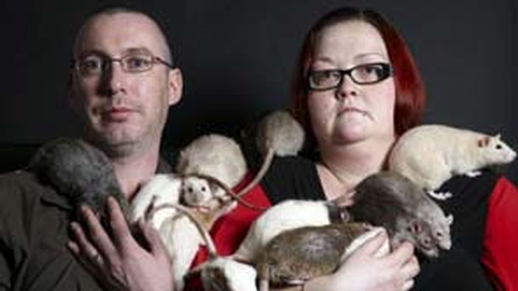 Un matrimonio tiene 28 ratas como mascotas