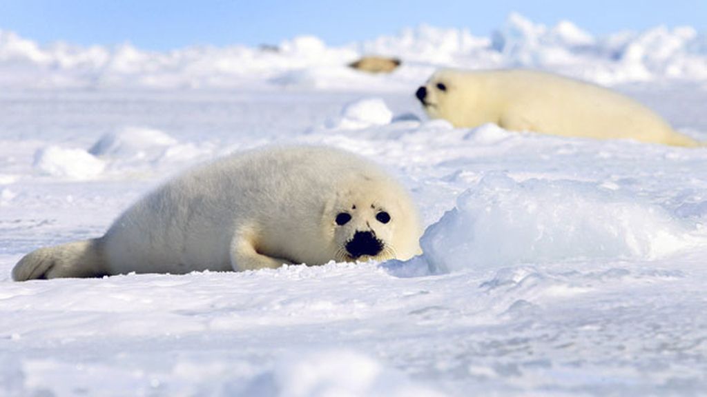 Las focas arpa del Atlántico Norte, en la cuerda floja
