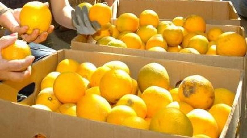 El Consumo De Cítricos Podría Reducir El Riesgo De Derrame Cerebral