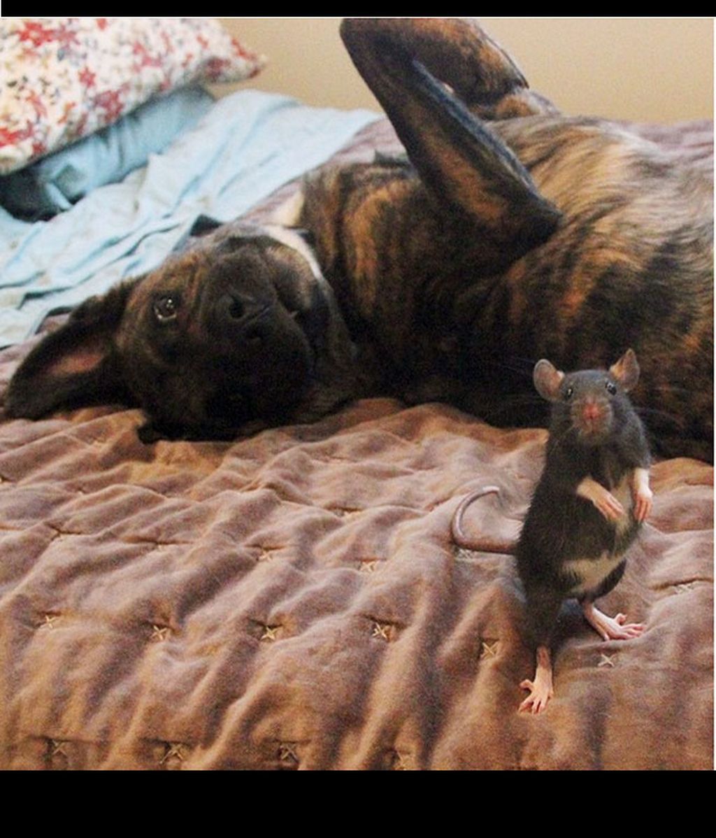 La amistad verdadera entre un perro y una rata