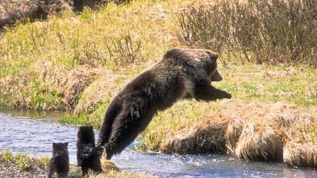 Mamá osa enseña a sus hijos a sobrevivir