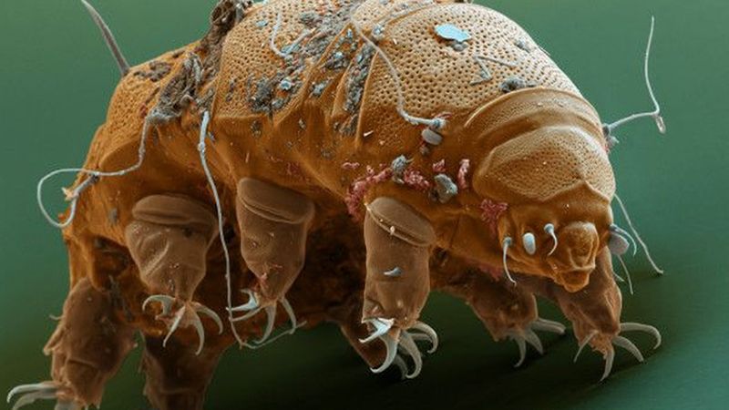 Impresionantes imágenes de los microbios que nos rodean