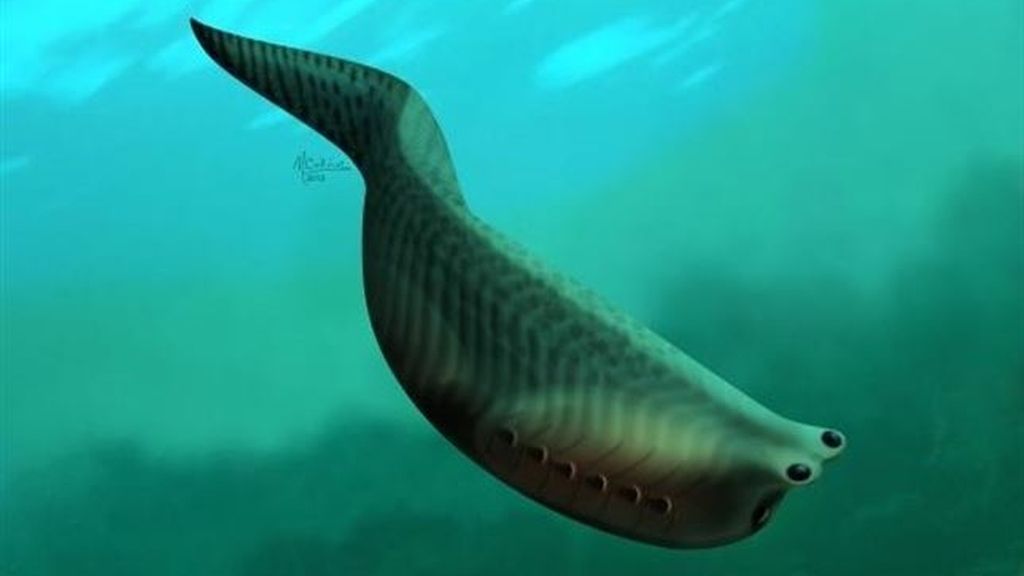 Descubren un pez con mandíbula de hace 500 millones de años
