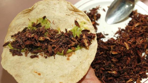 Las comidas más asquerosas del mundo