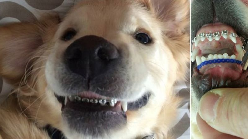 La nueva moda de los brackets para perros