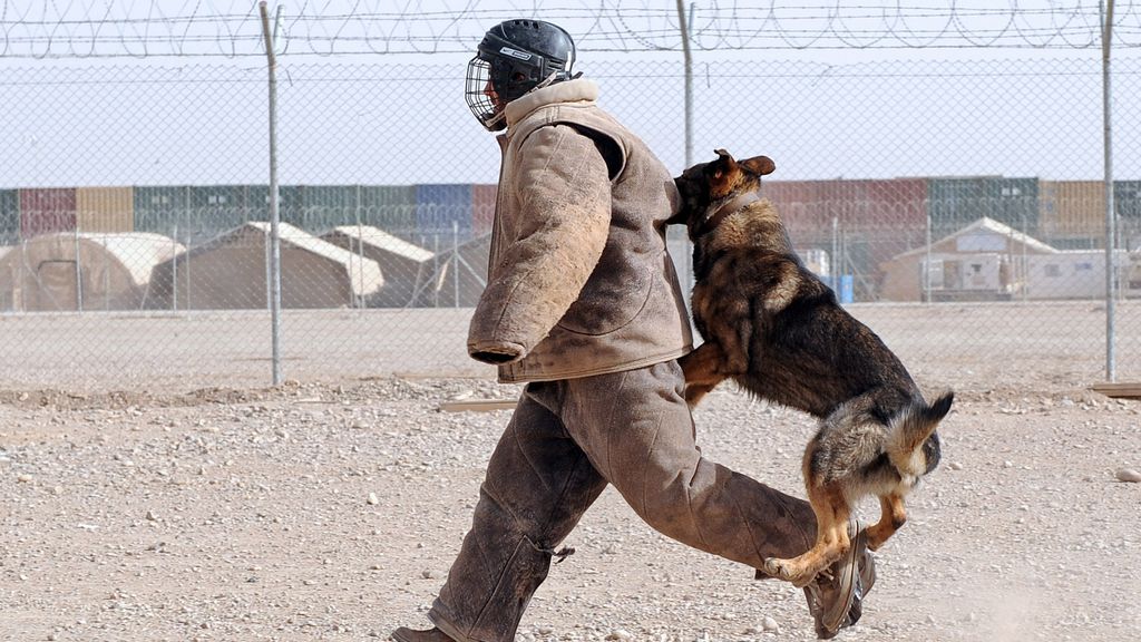 Estas son las cinco cosas que debes hacer si te ataca un perro