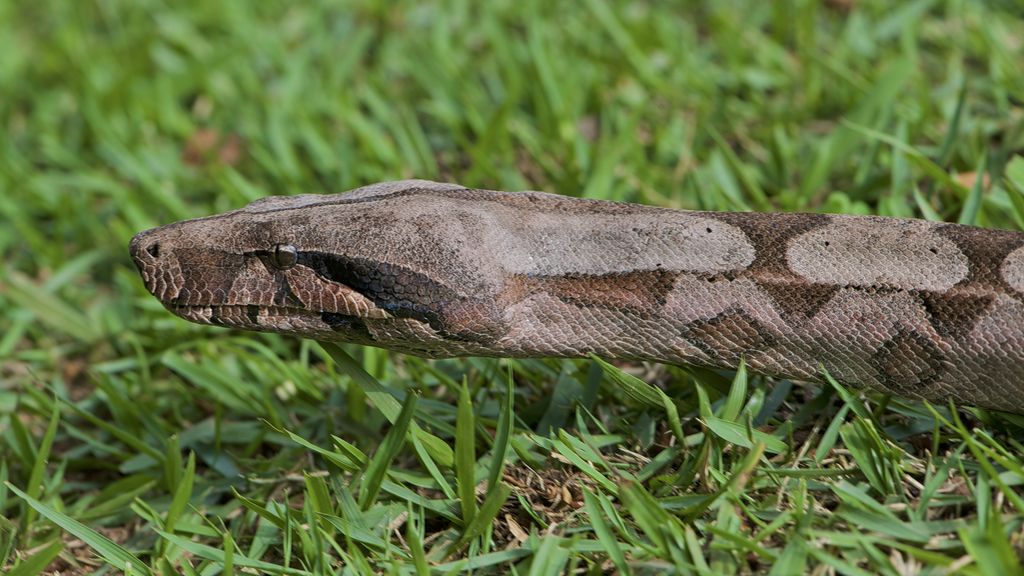 Reaparece la boa más rara del mundo 64 años después