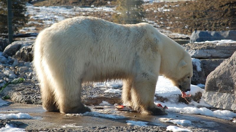 ¿Sabías que los osos polares no son blancos realmente? Su color les ...