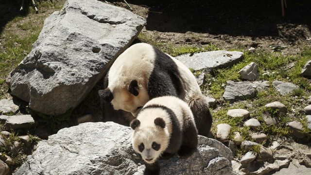 ¿Te acuerdas de Chulín? Te presentamos a Chulina, la nueva osa panda bebé