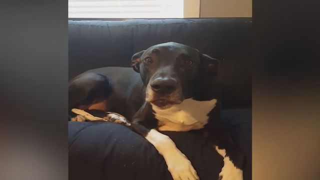 ¿Es real el graznido de este perro?