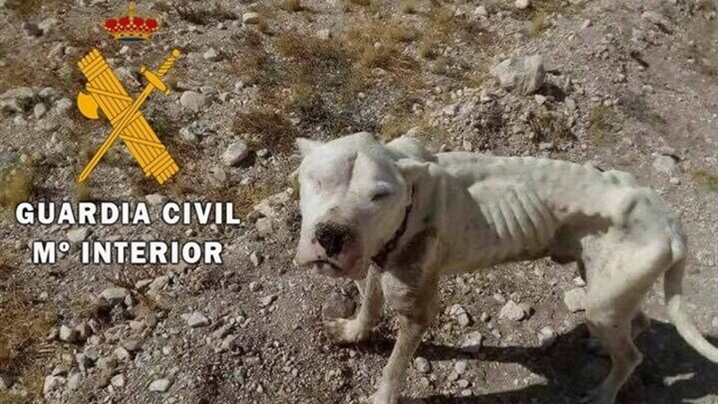 Rescatan en Almería a un cachorro desnutrido al que le arrancaron el chip