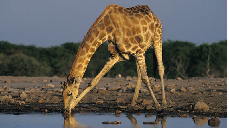 Los 20 animales más fascinantes de África