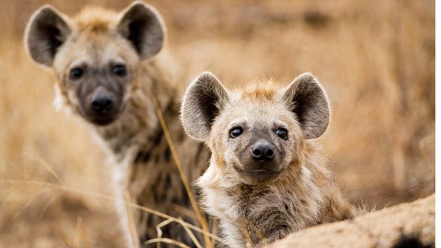 Los 20 animales más fascinantes de África