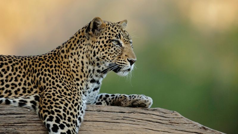 Los 20 animales más fascinantes de África