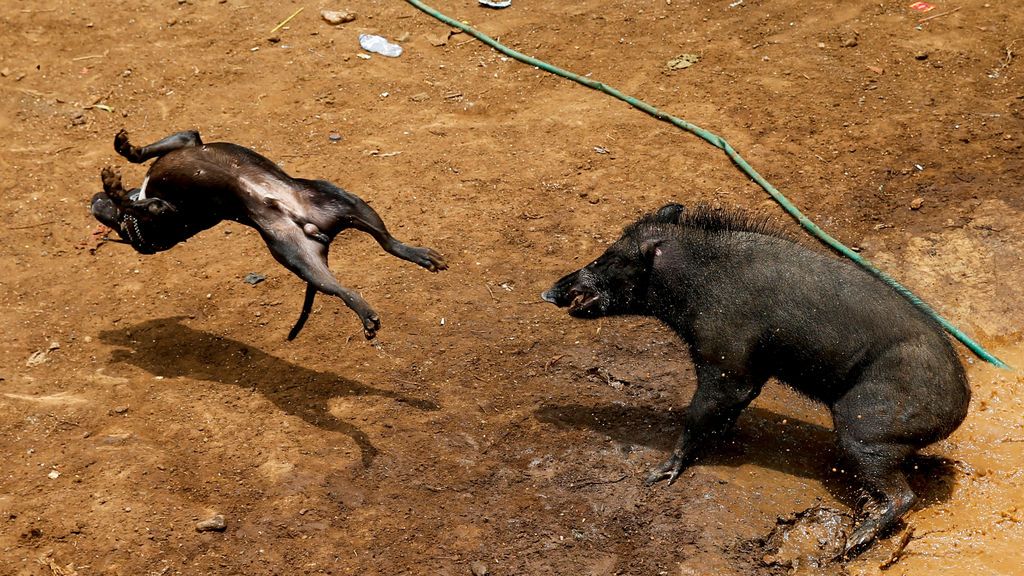 El sangriento espectáculo de abu bagong en Indonesia: Pelea un jabalí ...