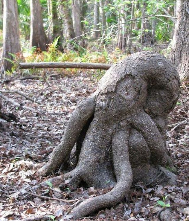 Increíbles ejemplos de pareidolia en árboles