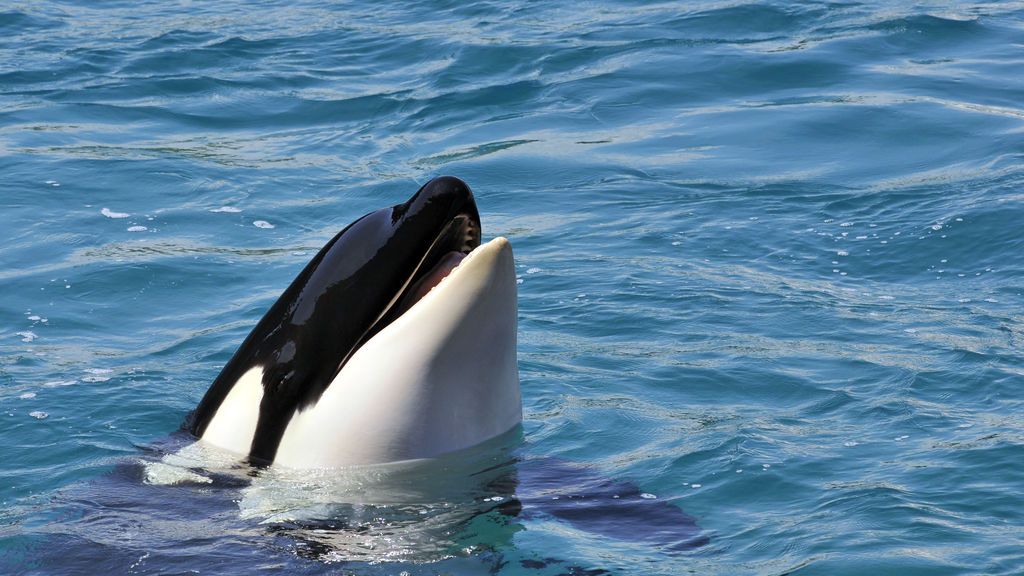 Las orcas son capaces de imitar sonidos del habla humana