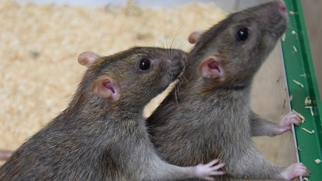 Las ratas intercambian favores y alimento entre ellas