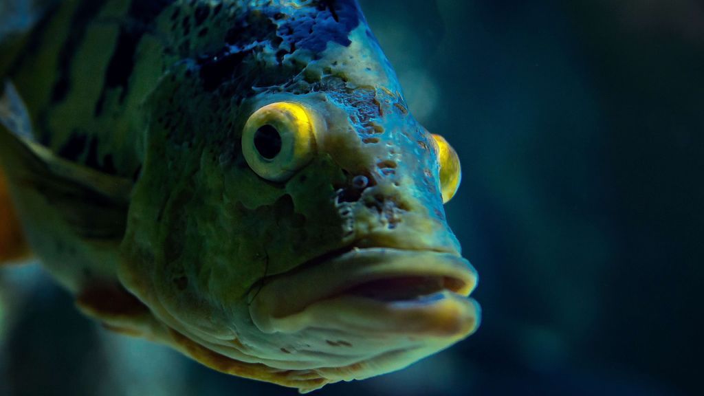 Encuentran un misterioso pez con dientes de humano