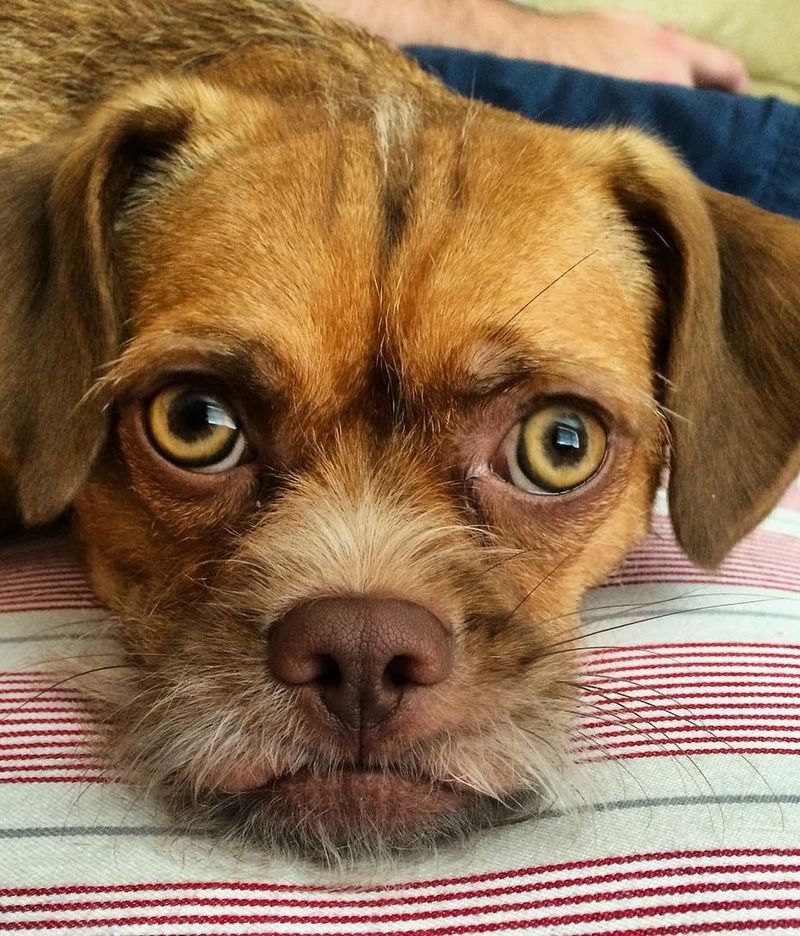 Bacon arrasa en las redes por ser el perro más preocupado del mundo