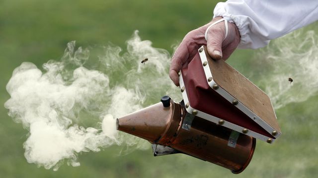 El cambio climático generará insectos devoradores de cultivos