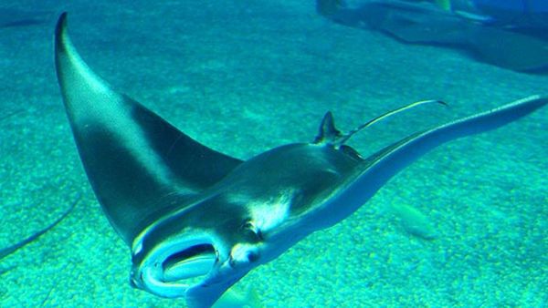 Muere en una playa australiana tras el ataque de una mantarraya